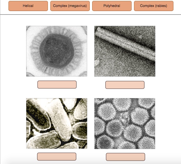 SOLVED: Helical Complex (megavirus Polyhedral Complex (rabies)