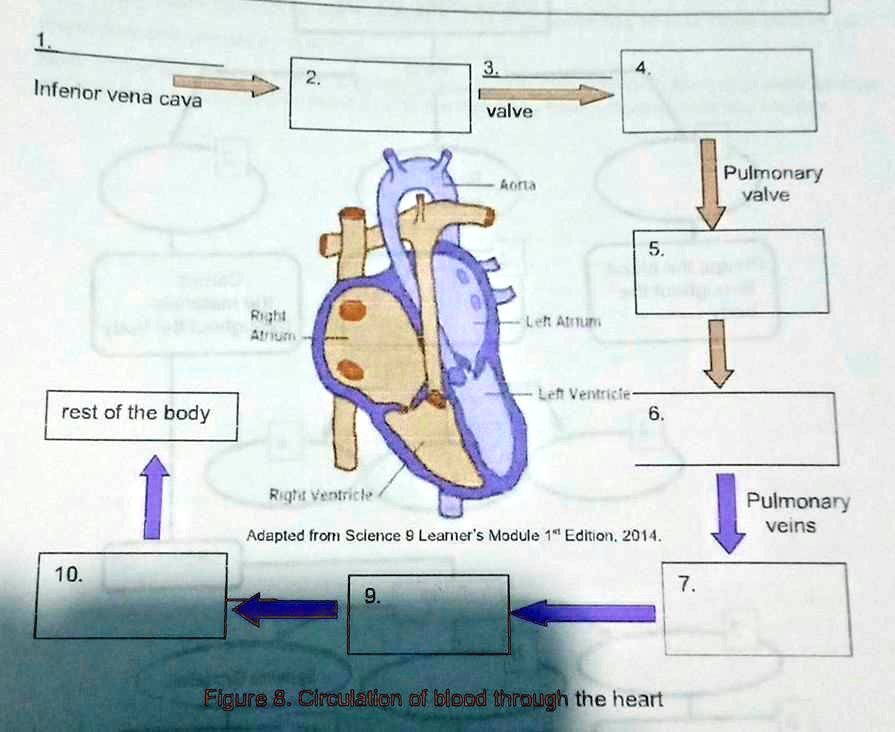 1. Infenor vena cava rest of the...