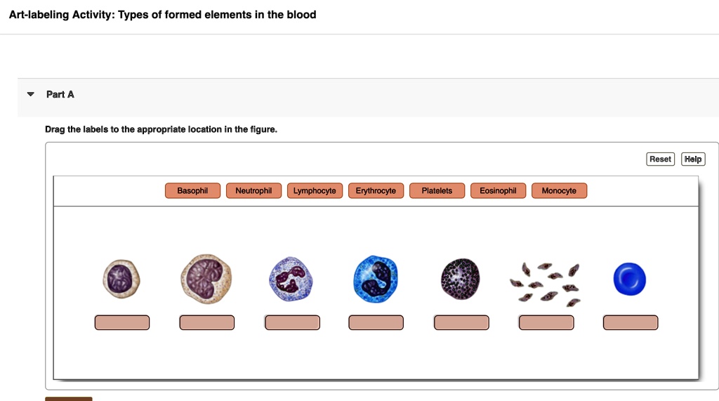 Art-labeling Activity: Types of formed elements in the blood Part A ...