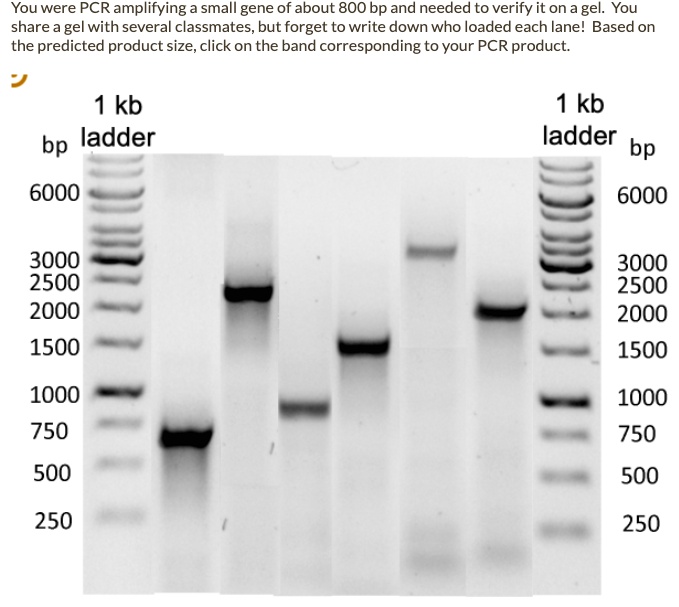 SOLVED: You were PCR amplifying a small gene of about 800 bp and needed ...