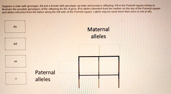 SOLVED: Suppose a male with genotype AA and a female with genotype A mate and produce offspring ...