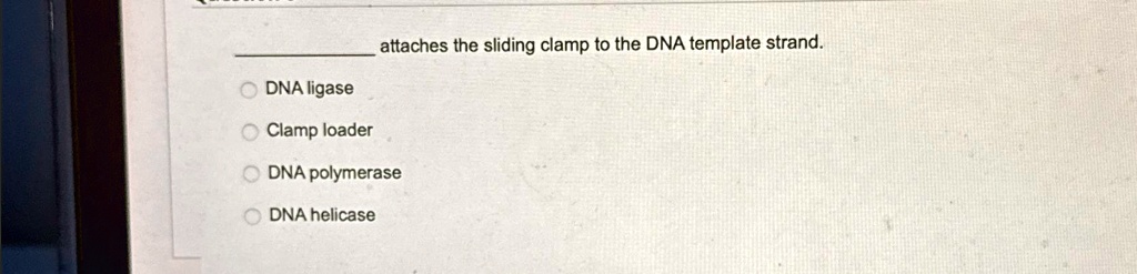 Attaches the sliding clamp to the DNA template strand. DNA ligase Clamp ...