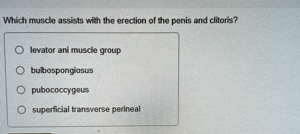 Which muscle assists with the erection of the penis and clitoris ...