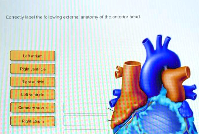 Solved Correctly Label The Following External Anatomy Of The Anterior