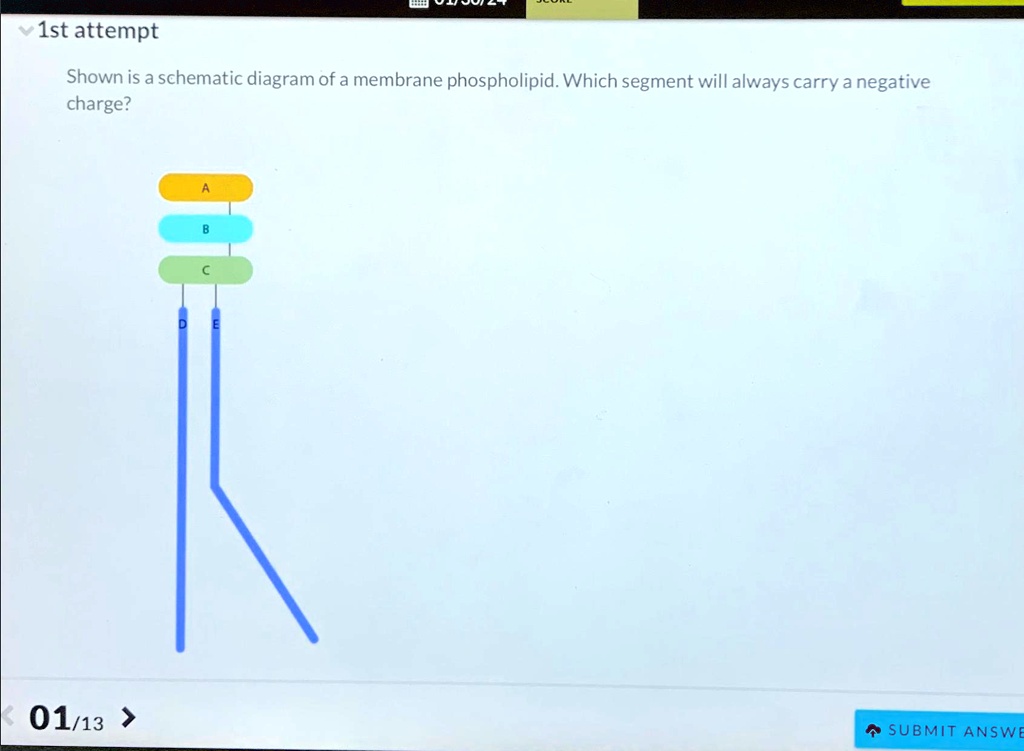 1st attempt Shown is a schematic diagram of a membrane phospholipid ...