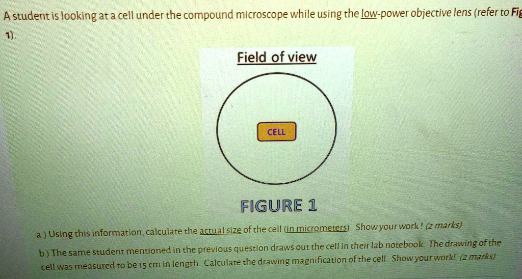 SOLVED: A student is looking at a cell under the compound microscope while using the low-power ...