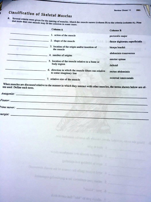 Review Sheet 11 205 Classification of Skeletal Muscles 8. Several ...