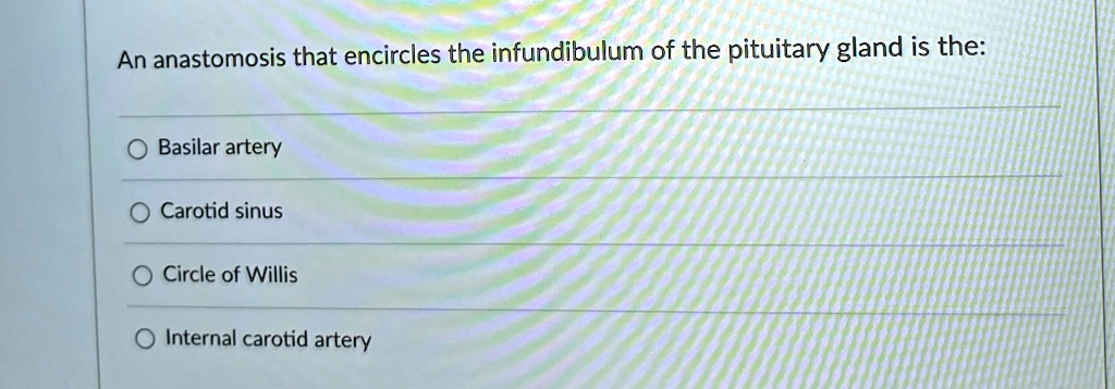 an anastomosis that encircles the infundibulum of the pituitary gland ...