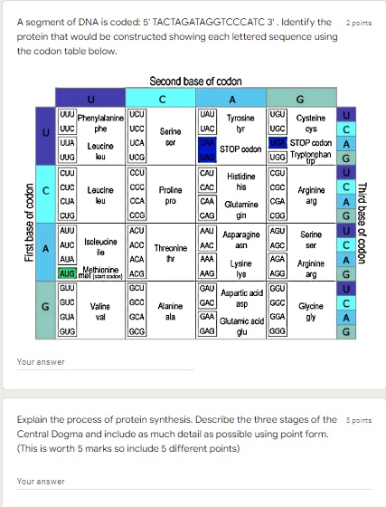 SOLVED: need both ty A segment of DNA is coded: 5' TACTAGATAGGTCCCATC 3 ...