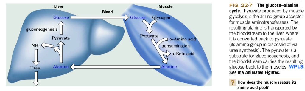 SOLVED: Liver Muscle FIG: 22-7 The glucose-alanine cycle: Pyruvate ...