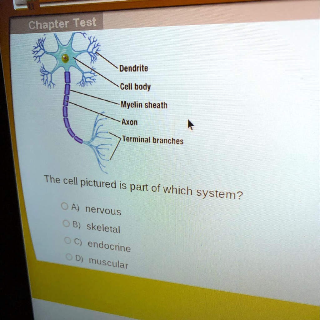 Chapter Test Dendrite Cell body Myelin sheath Axon Terminal branches ...