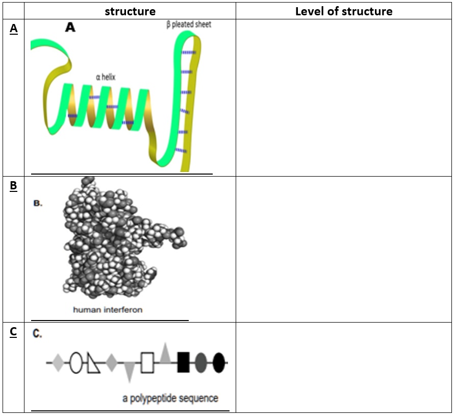 SOLVED: The diagrams below (A, B, and C) represent examples of three levels of structure ...