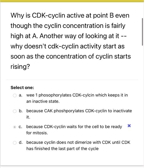 Why is CDK-cyclin active at point B even though the cyclin ...