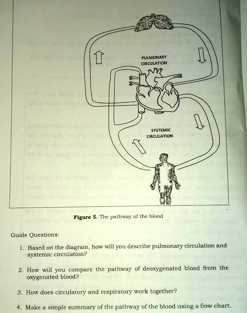 PULMONARY CIRCULATION SYSTEMIC CIRCULATION Guide Questions: Figure 5 ...