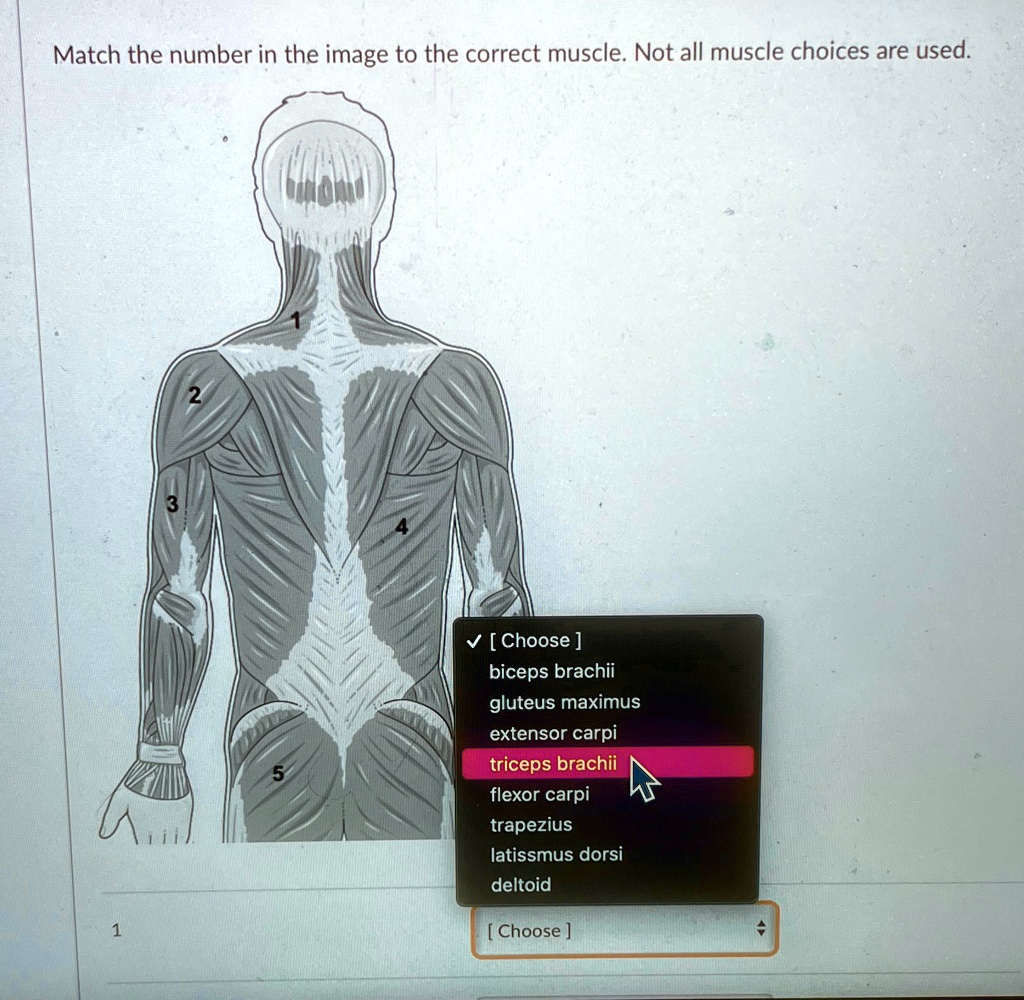 Match the number in the image to the correct muscle. Not all muscle ...