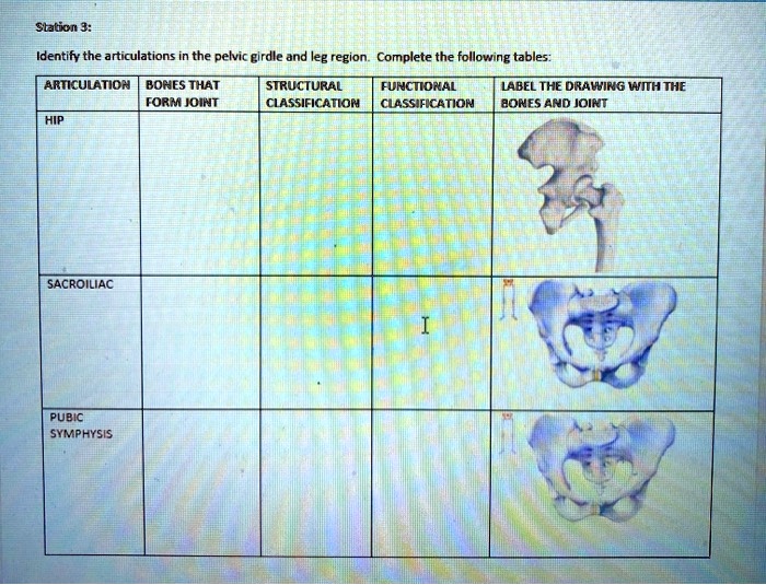 Station 3: Identify the articulations in the pelvic girdle and leg ...