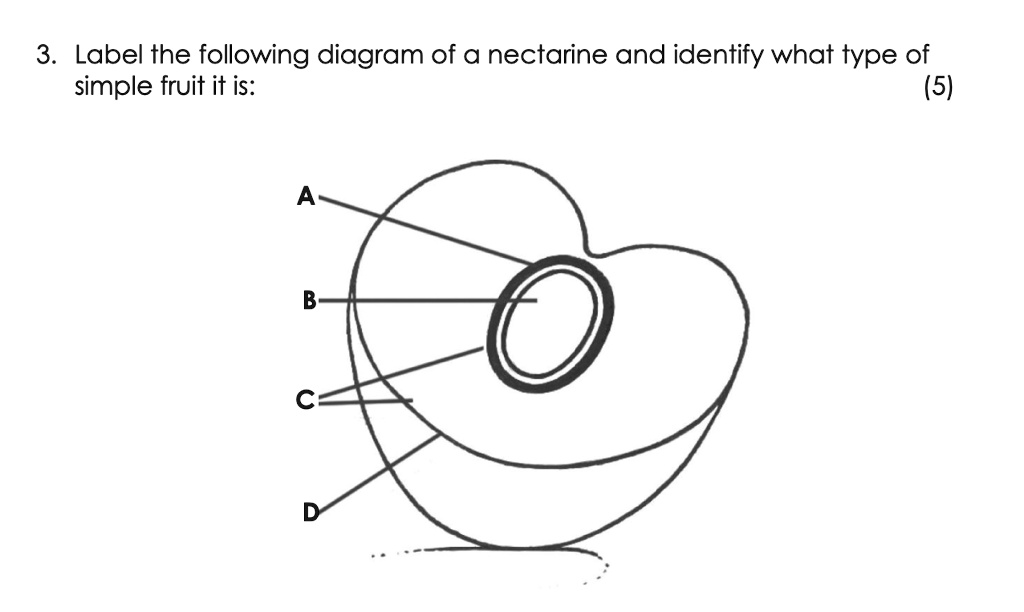SOLVED: 3 Label the following diagram of a nectarine and identify what ...
