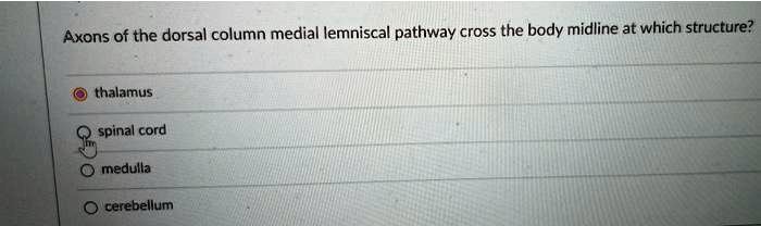SOLVED: Axons of the dorsal column medial lemniscal pathway cross the ...