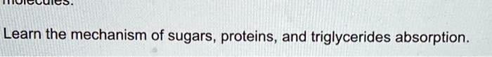 Learn the mechanism of sugars, proteins, and triglycerides absorption
