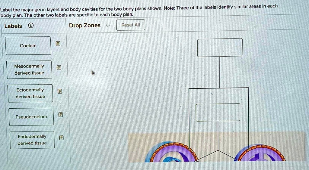 label the major germ layers and body cavities for the two body plans ...
