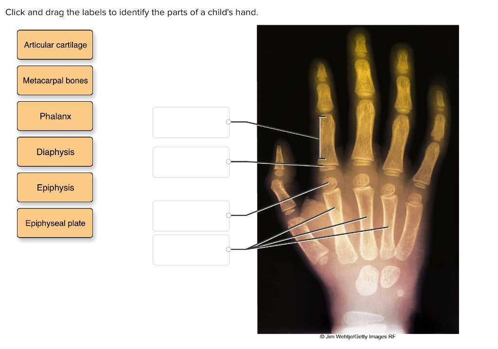 Click and drag the labels to identify the parts of a child's hand ...