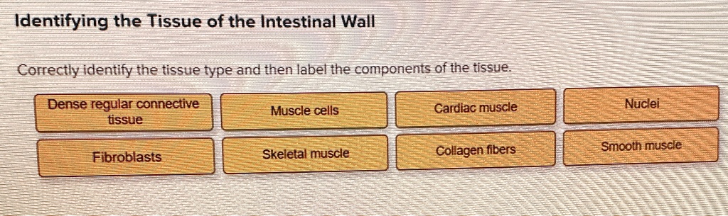 identifying the tissue of the intestinal wall correctly identify the ...