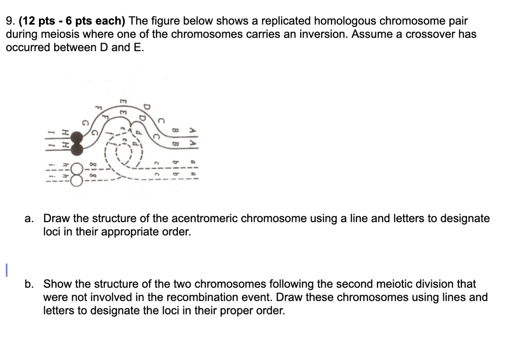 9. (12 pts - 6 pts each) The figure below shows a replicated homologous ...