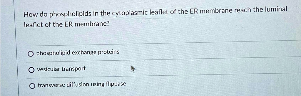 How do phospholipids in the cytoplasmic leaflet of the ER membrane ...