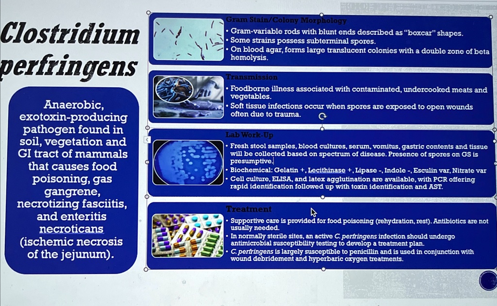 Clostridium perfringens Anaerobic, exotoxin-producing pathogen found in ...