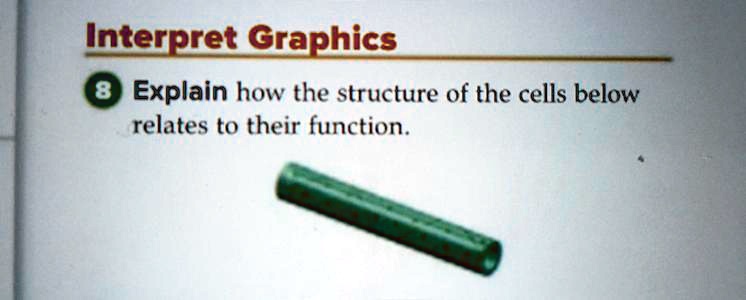 Interpret Graphics 8 Explain how the structure of the cells below ...