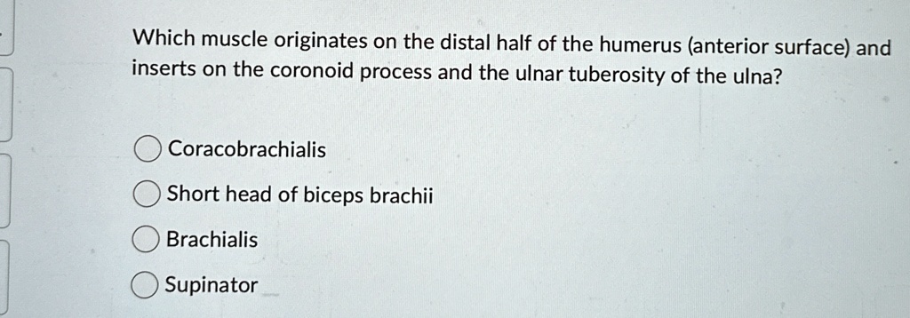 which muscle originates on the distal half of the humerus anterior ...