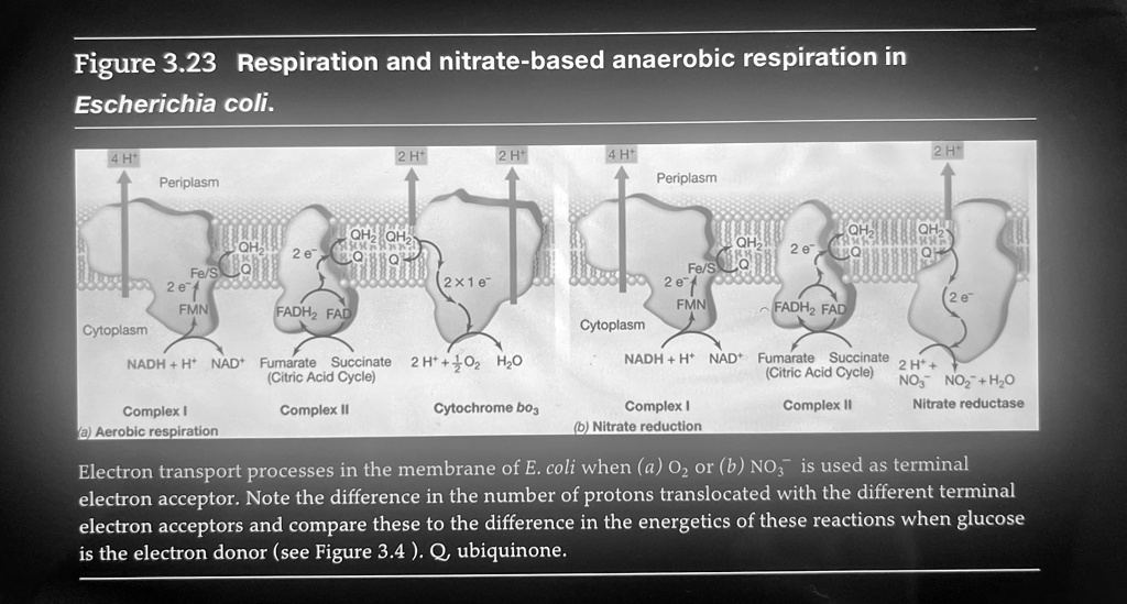 Figure 3.23 Respiration and nitrate-based anaerobic respiration in ...