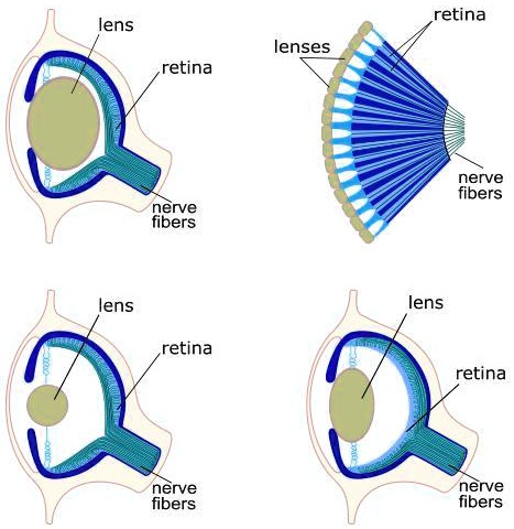 Retina lens lenses retina ...