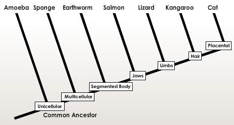 Amoeba Sponge Earthworm Salmon Lizard Kangaroo Cat Placental Hair Limbs ...