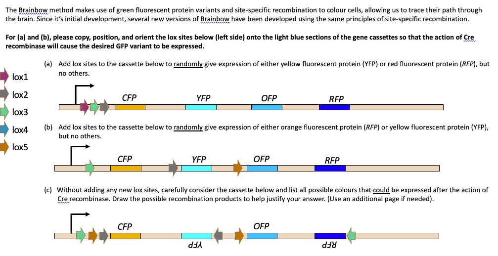 SOLVED: The Brainbow method makes use of green fluorescent protein ...