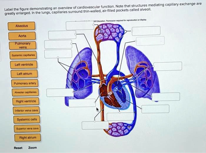 SOLVED: Label the figure demonstrating an overview of cardiovascular function. Note that ...