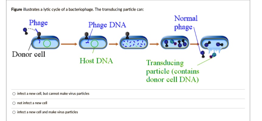 figure illustrates lytic cycle bacteriophage the transducing particle ...