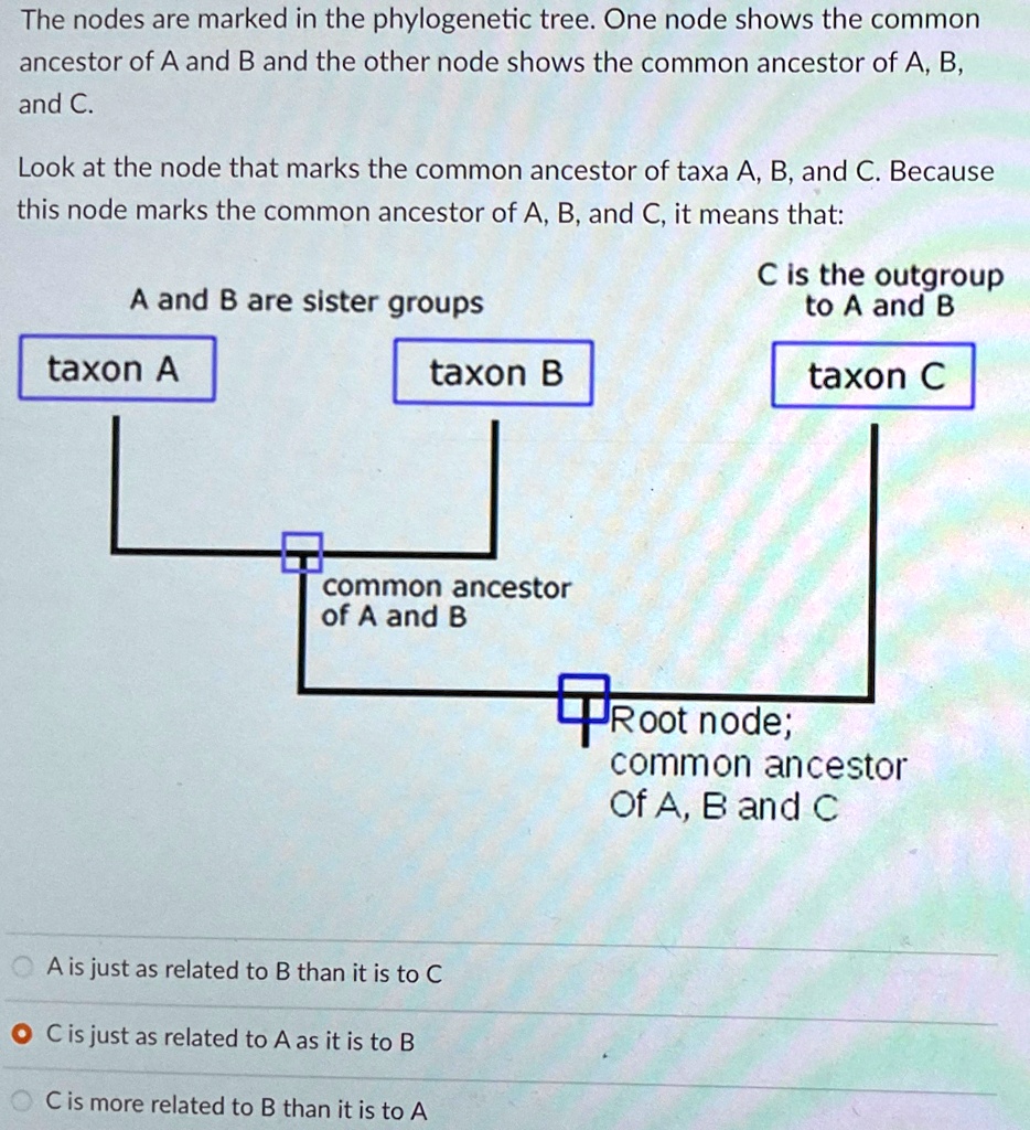The nodes are marked in the phylogenetic tree. One node shows the ...