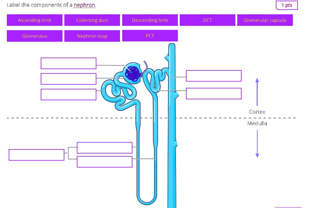 label the components of a nephron ascending limb glomerulus 1 pts ...