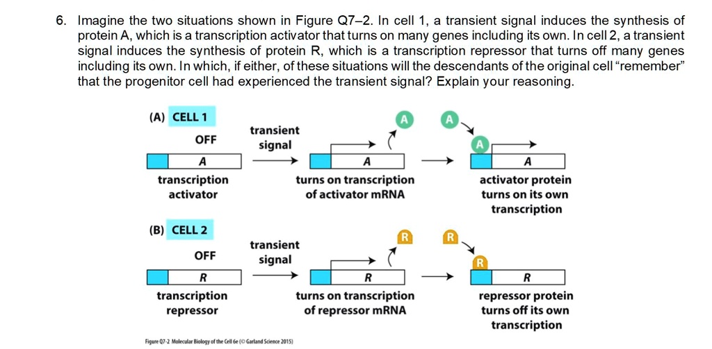 Imagine the two situations shown in Figure Q7-2. In cell 1, a transient ...