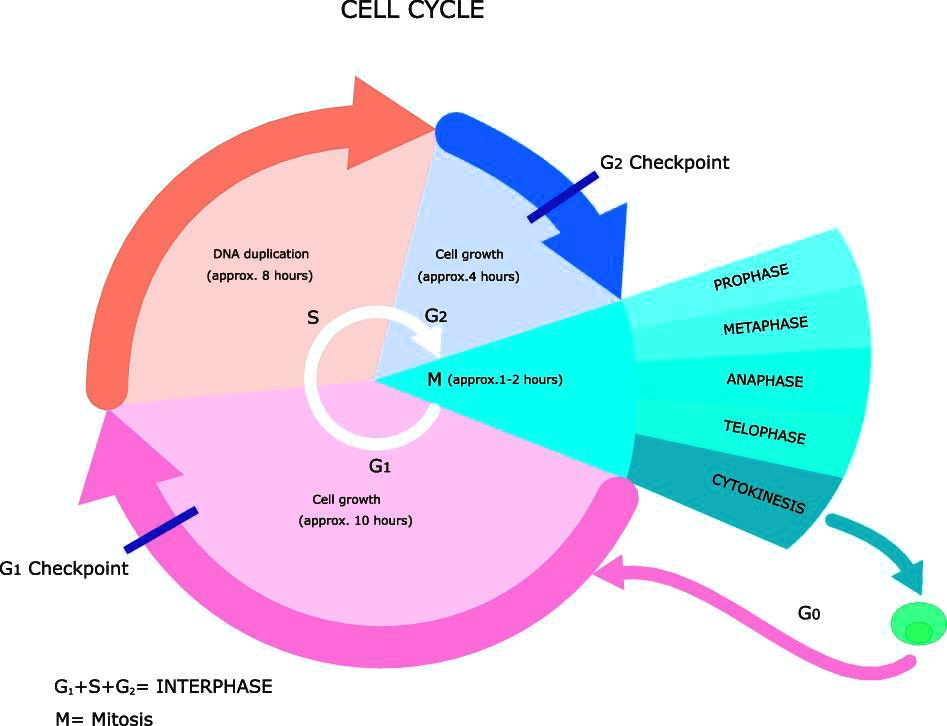 CELL CYCLE DNA duplication (approx. 8 hours) S Cell growth (approx.4 ...