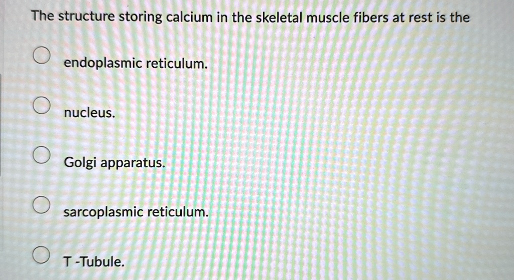 The structure storing calcium in the skeletal muscle fibers at rest is ...