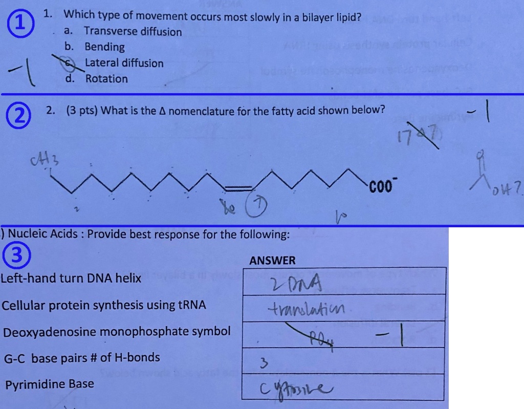 SOLVED: Which type of movement occurs most slowly in a bilayer lipid ...