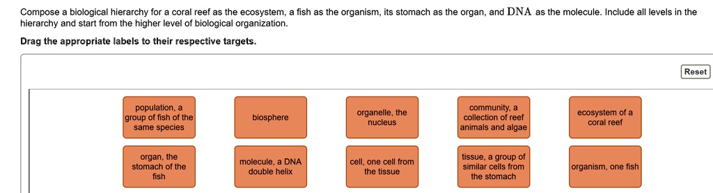 [GET ANSWER] Compose a biological hierarchy for a coral reef as the ...