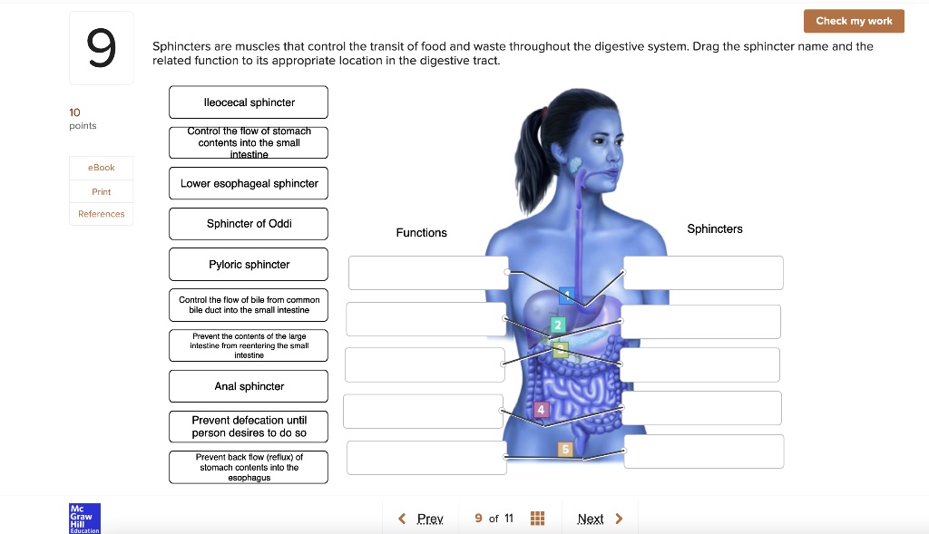 9 10 points eBook Print References Check my work Sphincters are muscles ...