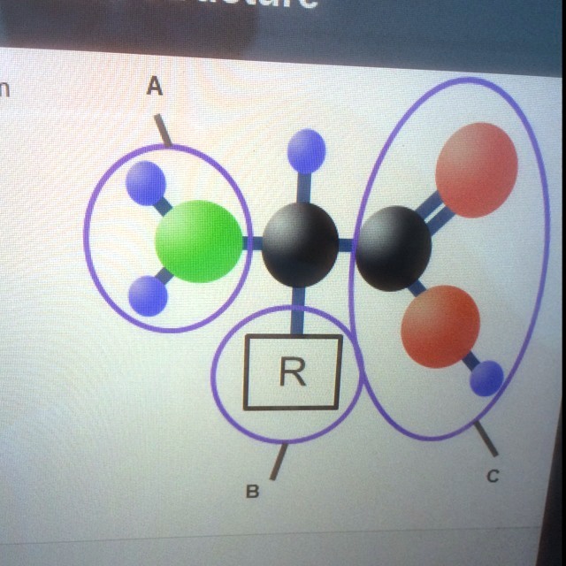 SOLVED: 'Using the drop-down menus, label the parts of an amino acid ...