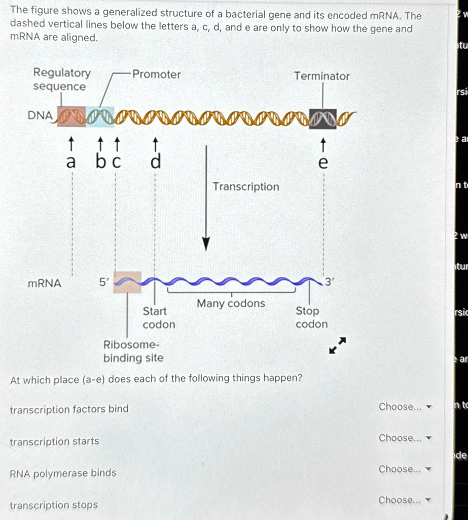 SOLVED: The figure shows a generalized structure of a bacterial gene ...