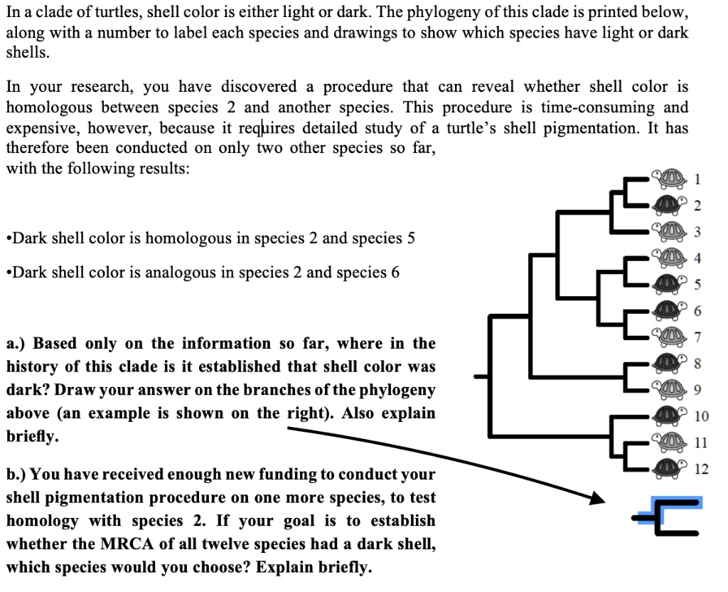 SOLVED: In a clade of turtles, shell color is either light or dark: The ...