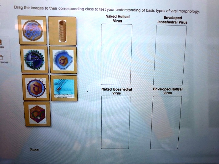 Drag the images to their corresponding class to test your understanding ...