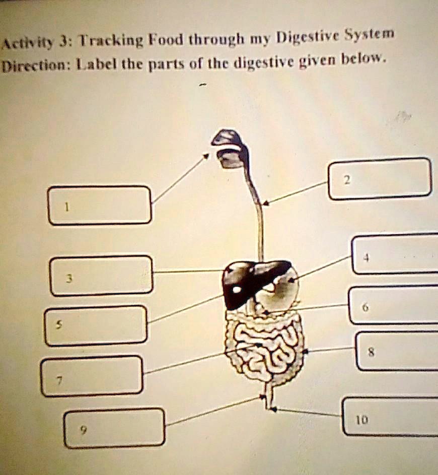 Activity 3: Tracking Food through my Digestive System Direction: Label ...